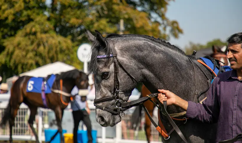 June Afternoon Racing | Salisbury Racecourse